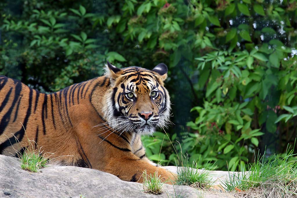 Chinesisches Horoskop Tiger